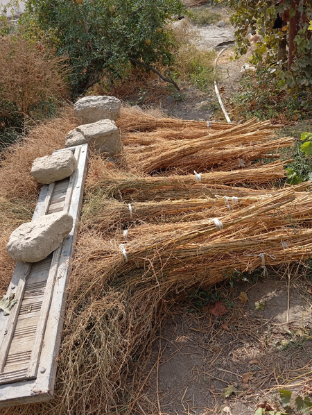Xovli spurgi sotiladi