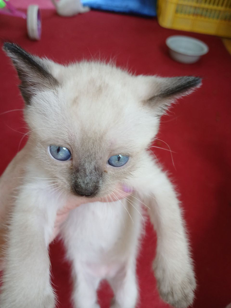 Котята брашики готовятся к продаже
