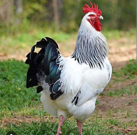 Xorozlar.Хорозлар