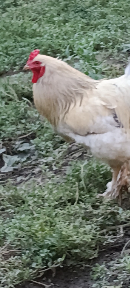Xoroz sotiladi brama