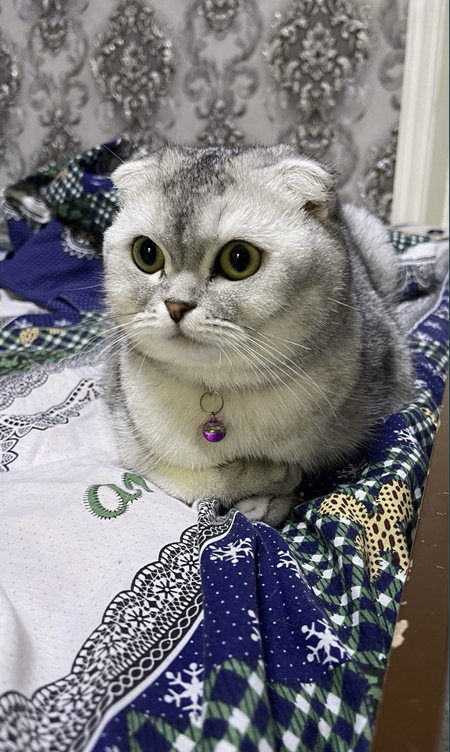 Skottish fold qiz bola