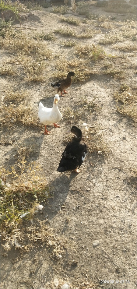 O\\\'rdakchalar sotiladi