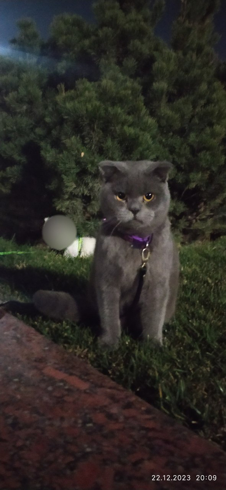 SCOTTISH FOLD  вязка учун