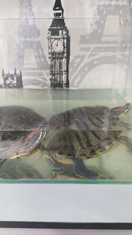 Краснаухие черепшки