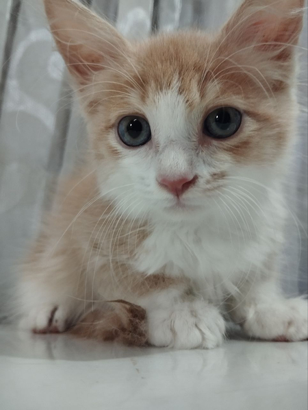СРОЧНО!!! Отдаю котят