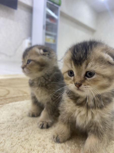 Котята скоттиш фолд+шиншилла