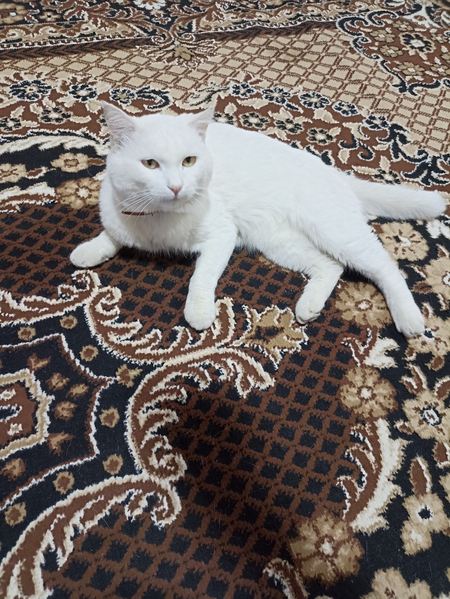 Отдам даром в хорошие добрые руки кота