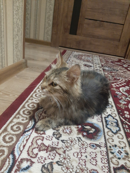 Отдаем кошку и котенка в хорошие руки