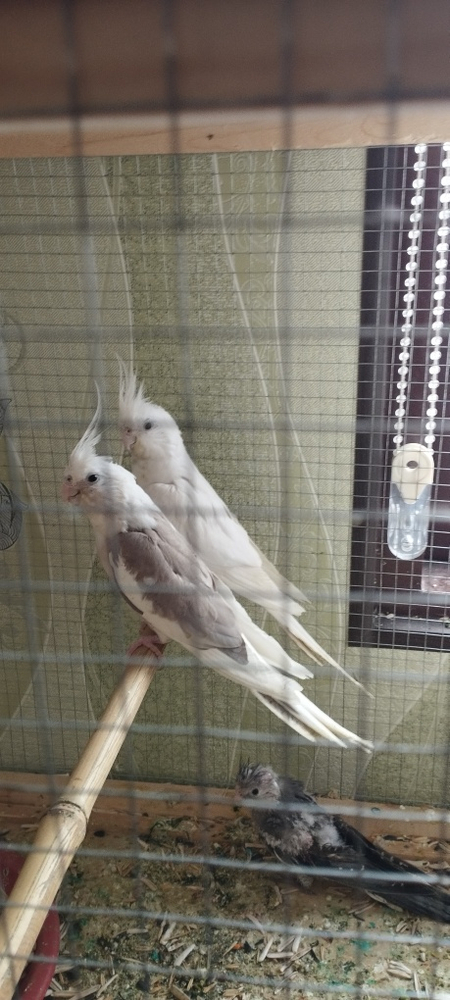 Karella qushlari sotiladi