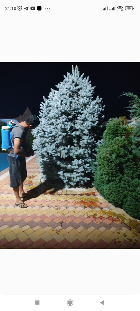 Archa ekish kesish agranom
