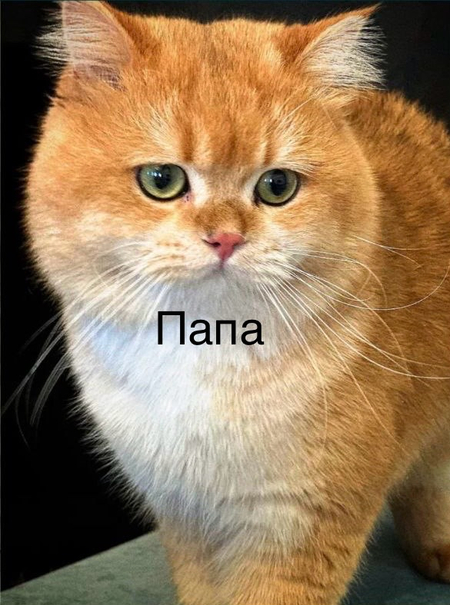 Золотая шиншила