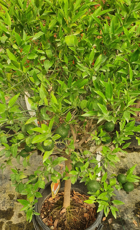 Мандарин дерево. Mandarin darahti