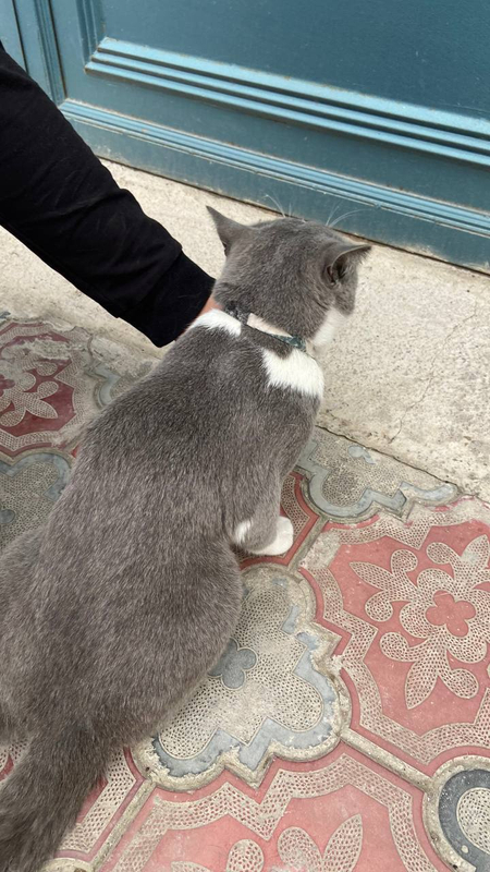 Mushuk ozimiz kotta qiganmiz