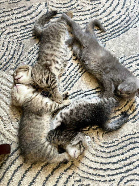 котята скоттиш фолд, страйт