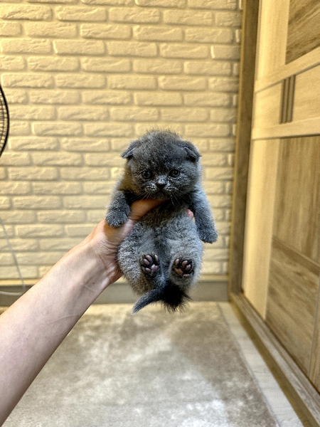 Продаются котята фолд и Страйт