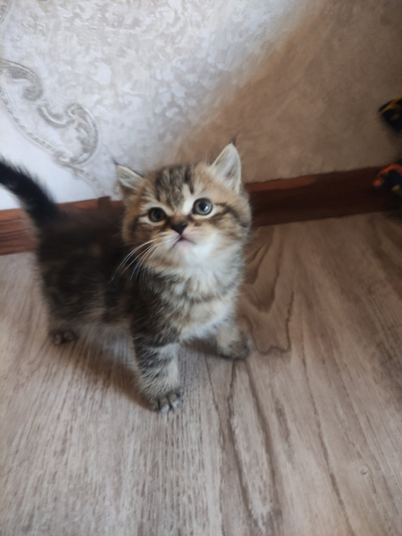 Шотландские Скотиш страйт мальчик