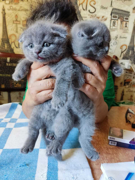 Продаются котята