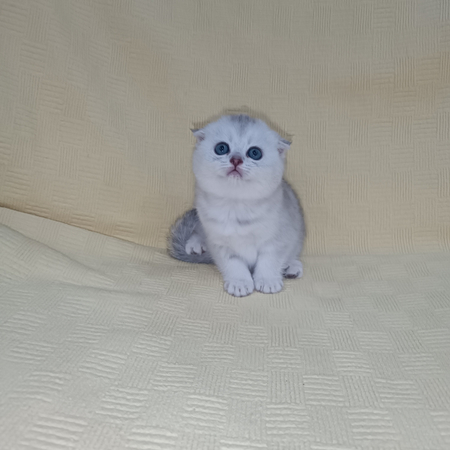 Открывается бронь на котят