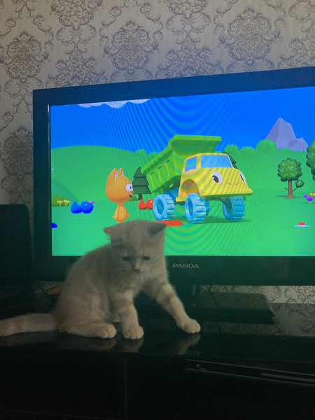 скотиш страйт