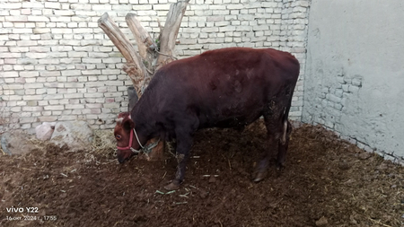 Букаллар сотилади