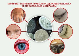 Удоляю недоброжелательную плесень и грибок без вреда для ремонта