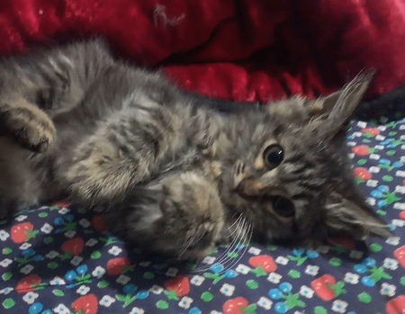 Сибирская кошка (котенок) мальчик.