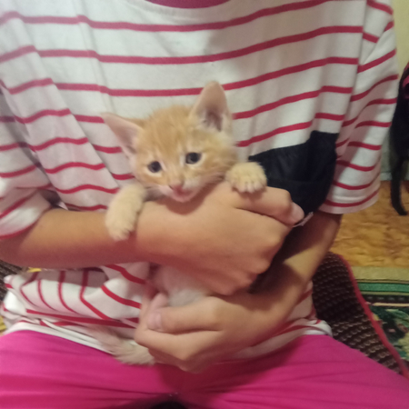 Продаются котята домашние