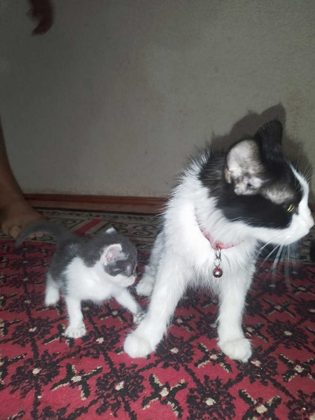 Uy mushugi 3 ta bolasi bor