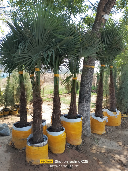 Palmalar keldi vaginar palma