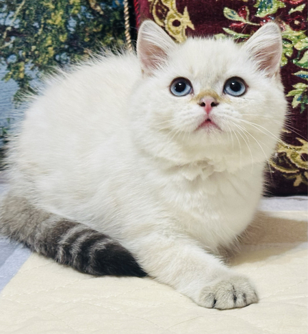 Серебристая шиншилла. Мальчик