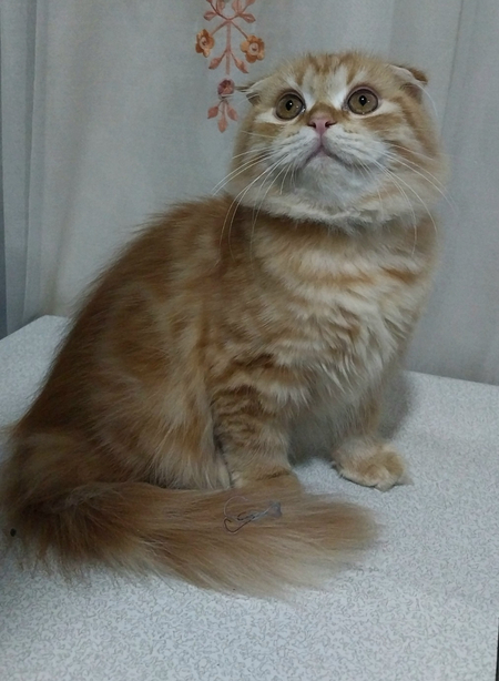 Скоттиш фолд  цена 100 $