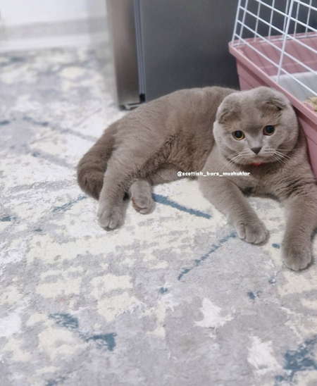 Мушук зотдор скоттиш-фолд киз