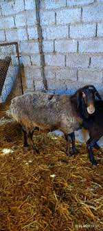 Qo\\\'ylar sotiladi