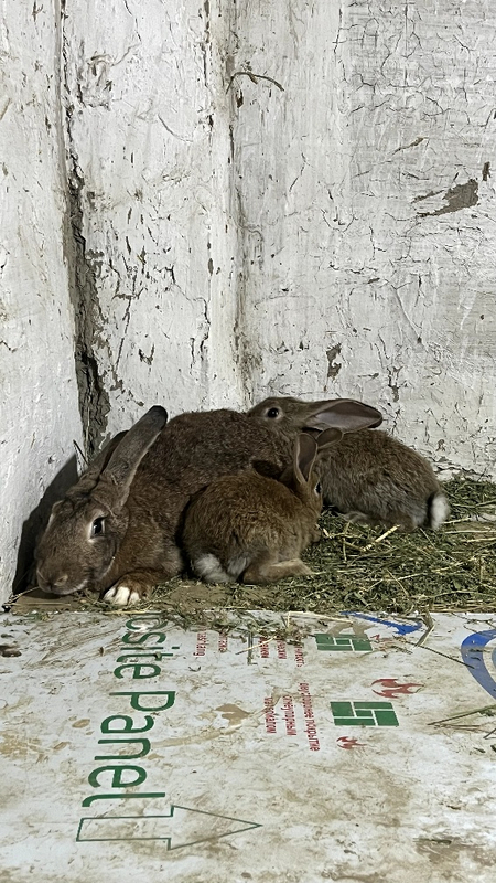 Продаются кролики породы фландр