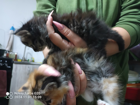 Продам двух котят