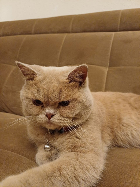 Уй мушуги сотилади Британский