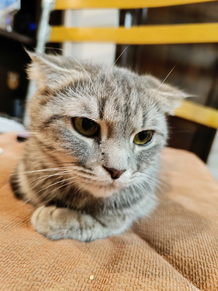 Ласковая вислоухая кошка в добрые руки