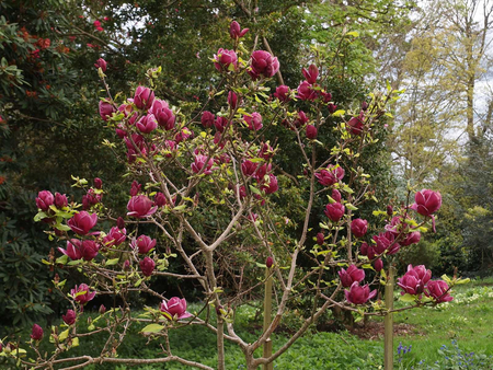 Магнолия листопадная/не листопадная. Magnolia