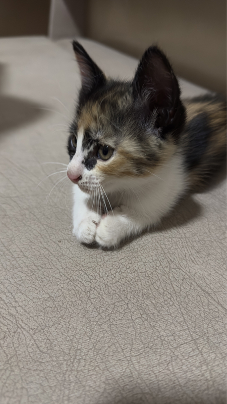 Котенок Девочка! Бесплатно! В хорошие руки!