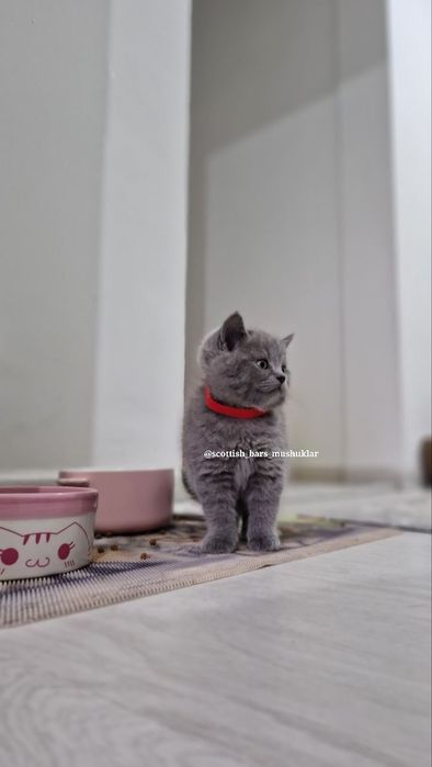 Мушук зотдор кошка котёнок котик