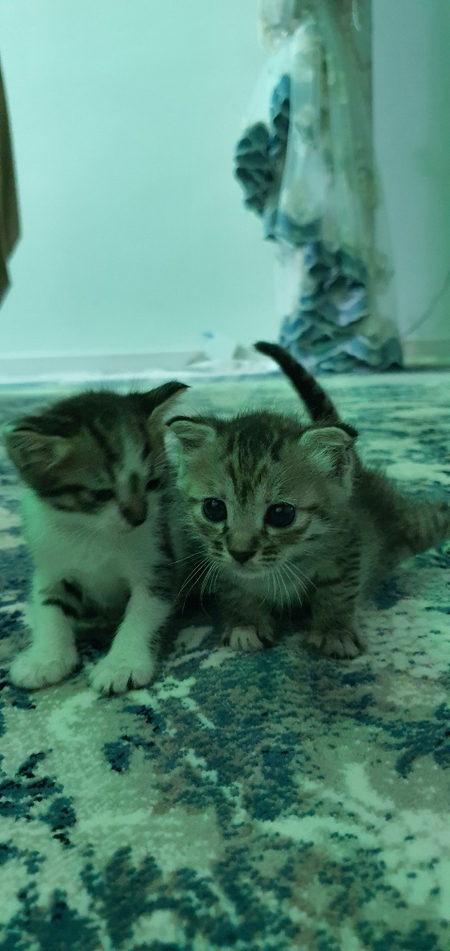 2 xil rangdaki mushuk bolalari