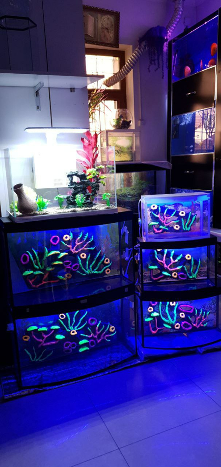 Akvarium dokoni sergili va yunusobod