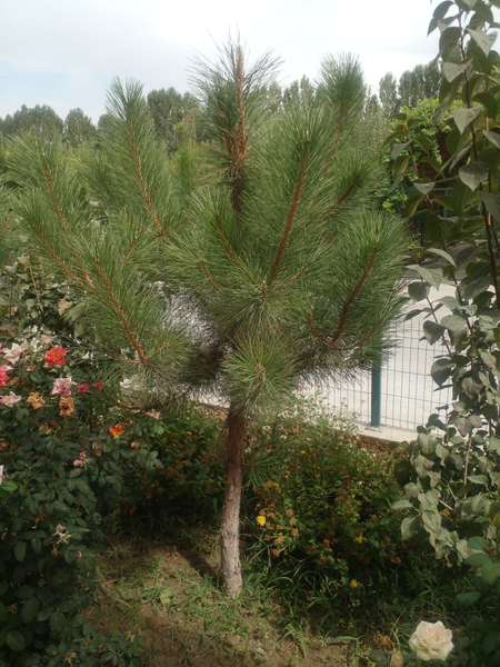 Арча кучати арча