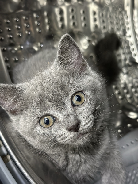 Чистокровные котята.