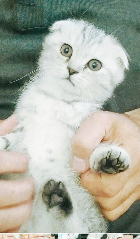 Шотландия фолд к,из .