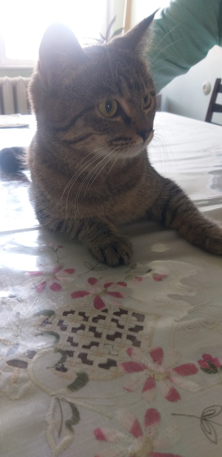Damashniy mushuk