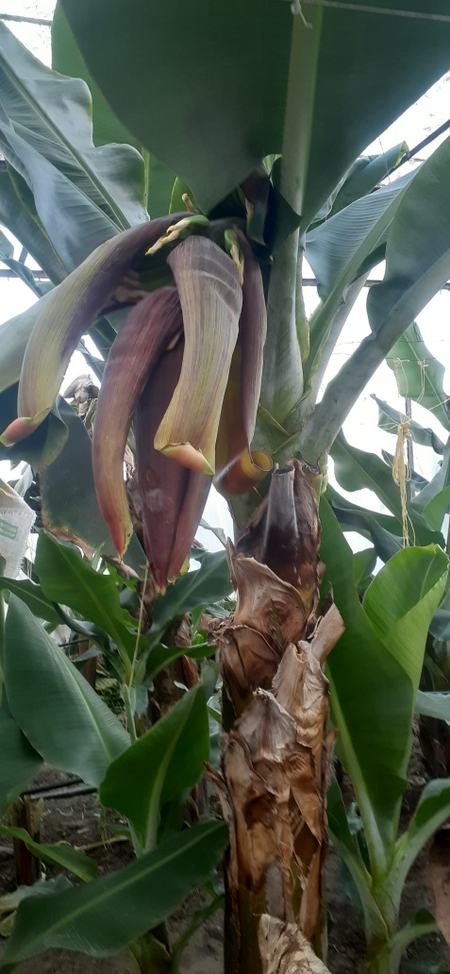 Banan ko'chatlar