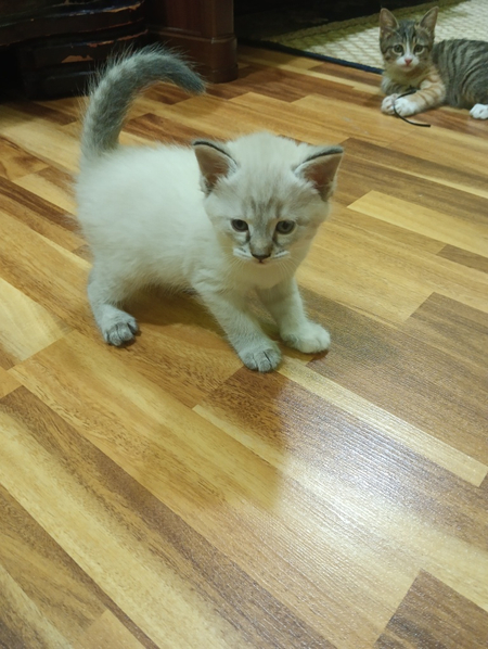 Домашние котята.