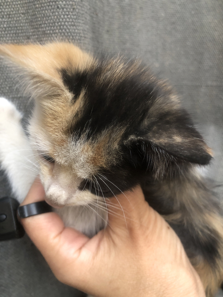 Котята шустрые уже 3 месяца