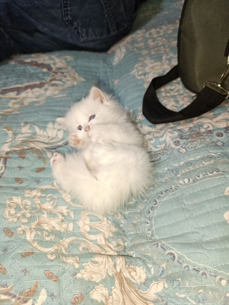 Скоттиш фулд и страйт